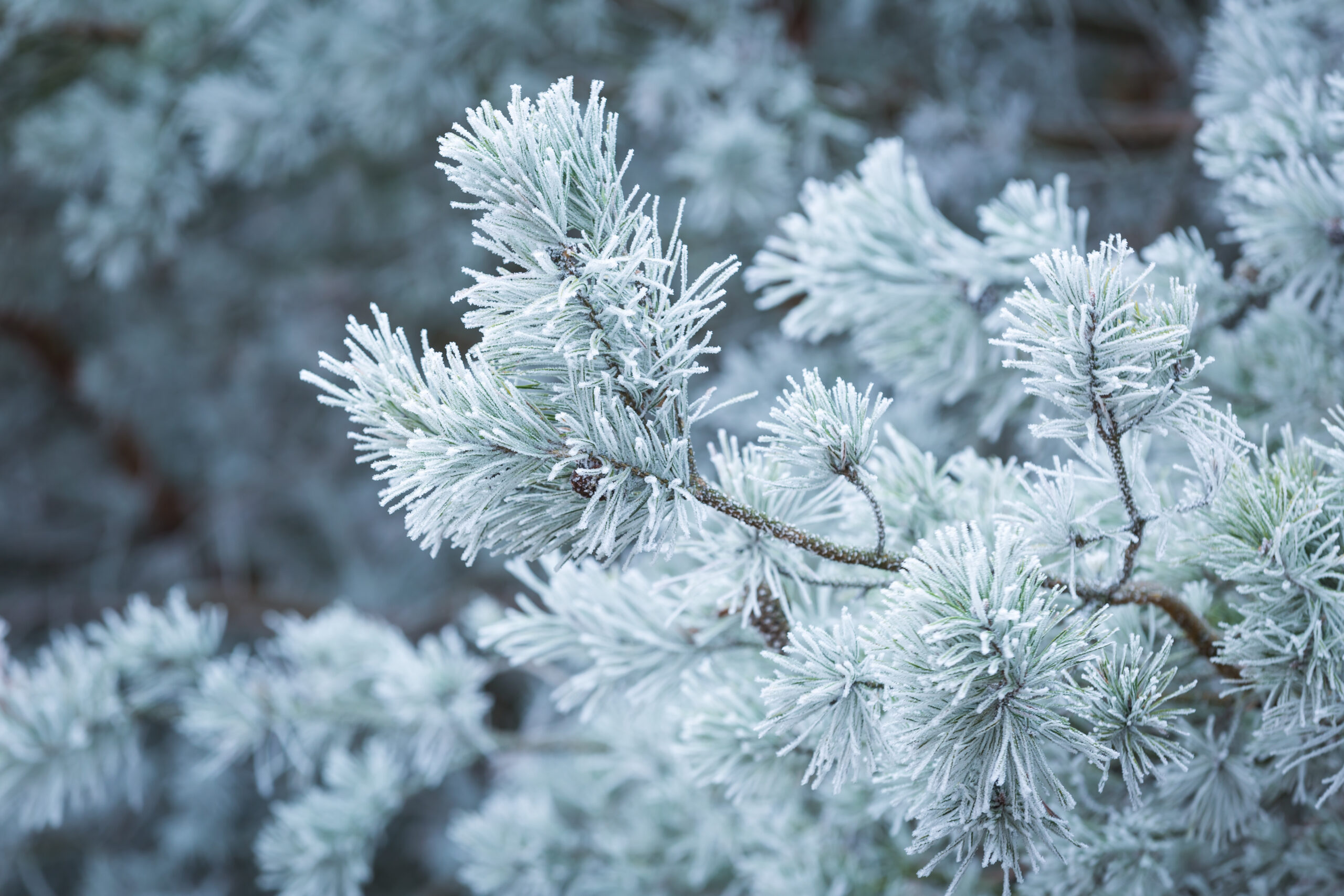 Cold snap across the province to begin the week - NTV: Newfoundland and ...