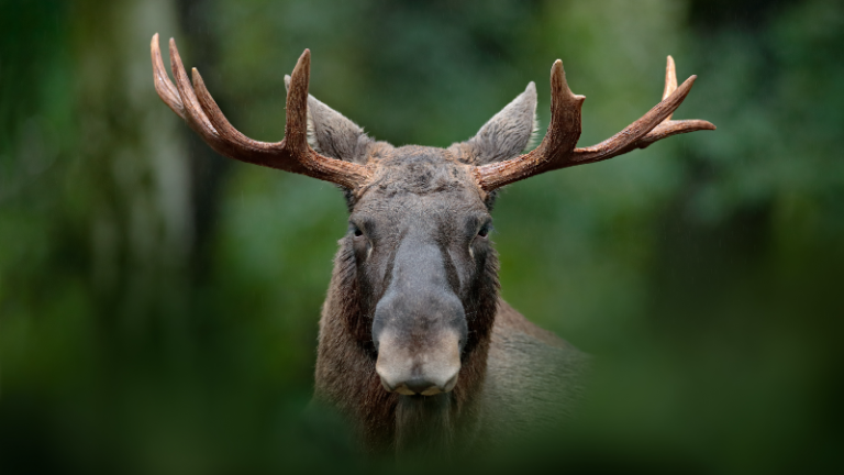 Big Game Licence Draw results now available - NTV: Newfoundland and ...