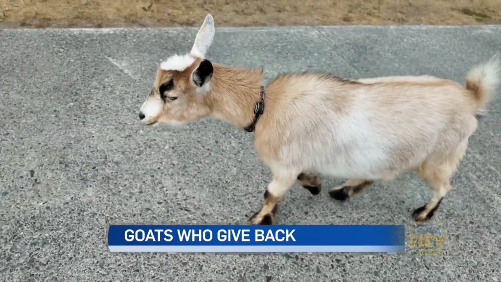 Silver Linings: Rescued goats comfort C.B.N. evacuees - NTV ...