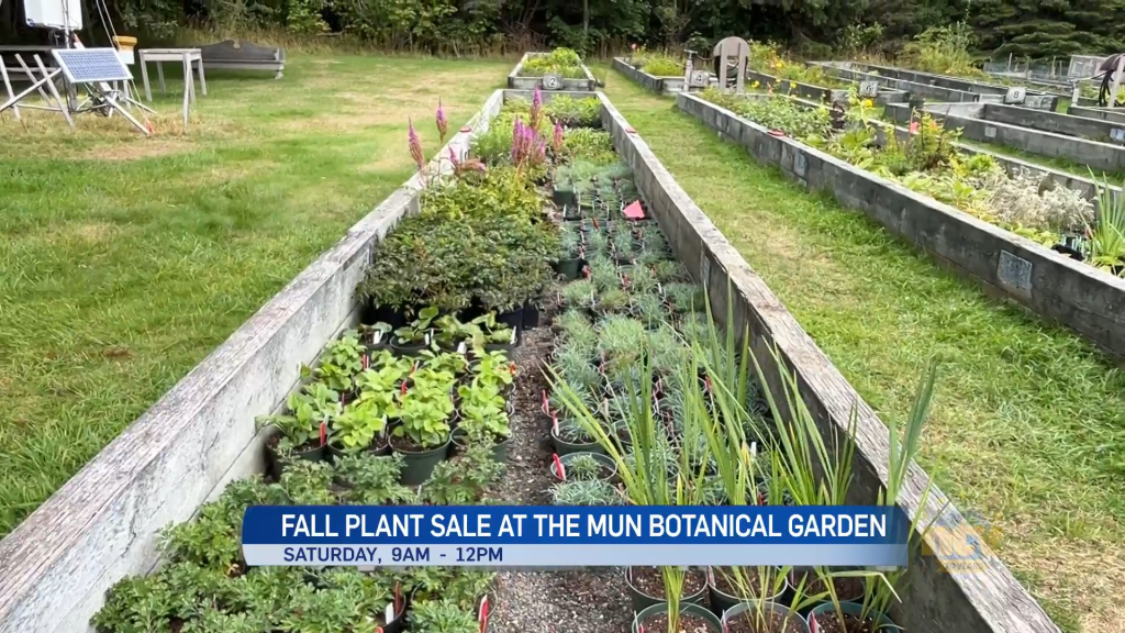 Your Community: Plant sale at MUN Botanical Garden - NTV: Newfoundland ...