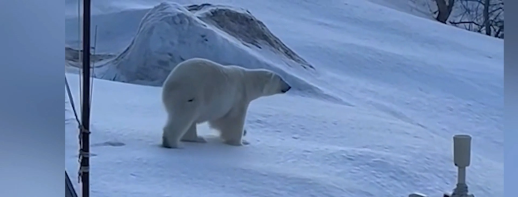 Polar bears still active in some areas of province - NTV: Newfoundland ...