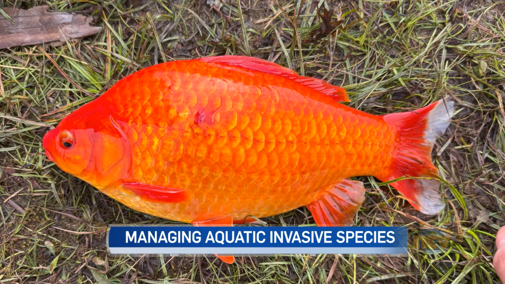DFO warns about invasive goldfish and koi in N.L. ponds and waterways ...