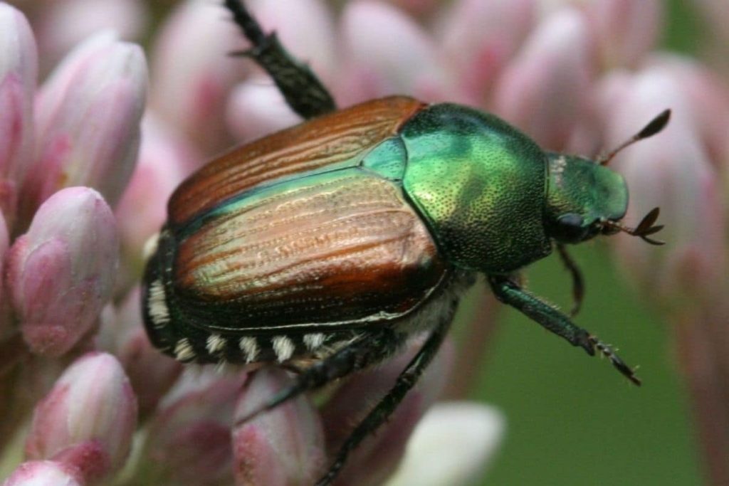 Efforts continue to eradicate invasive Beetle - NTV: Newfoundland and ...